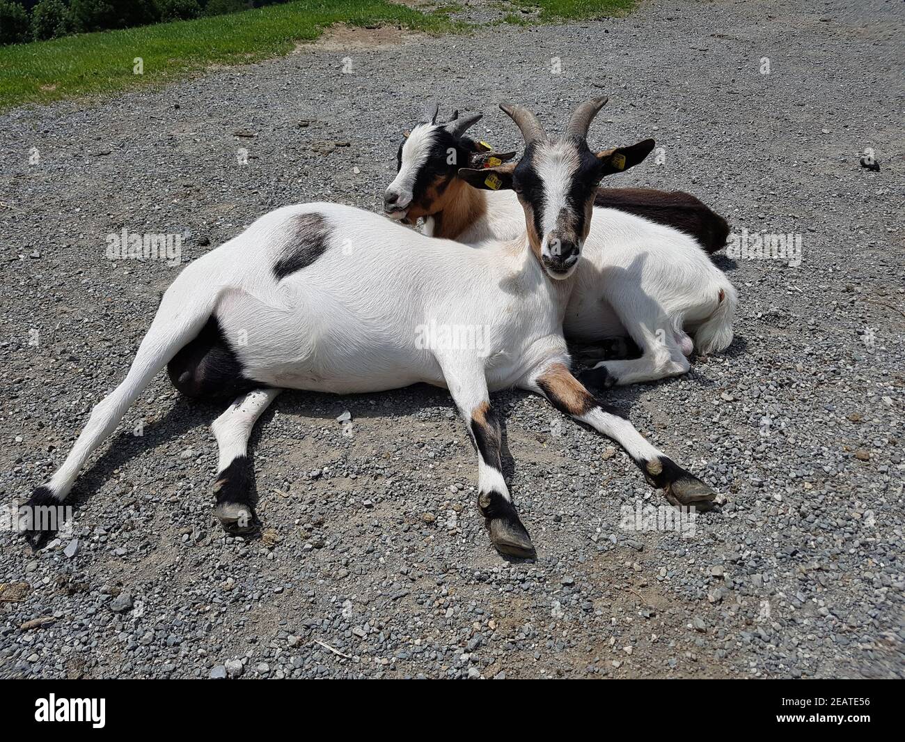 Geiss tier -Fotos und -Bildmaterial in hoher Auflösung – Alamy