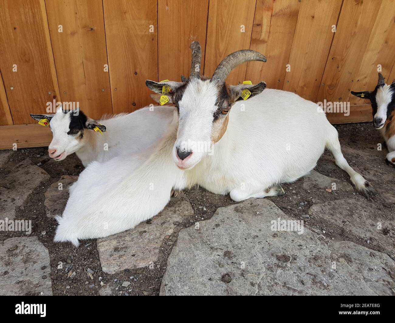 Geiss tier -Fotos und -Bildmaterial in hoher Auflösung – Alamy