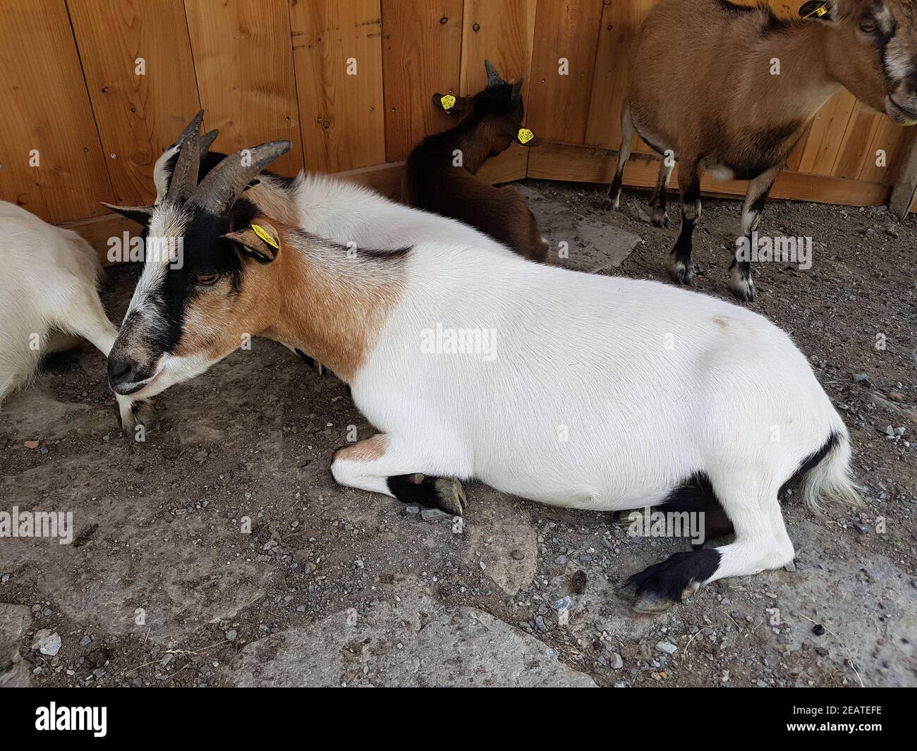 Geiss tier -Fotos und -Bildmaterial in hoher Auflösung – Alamy