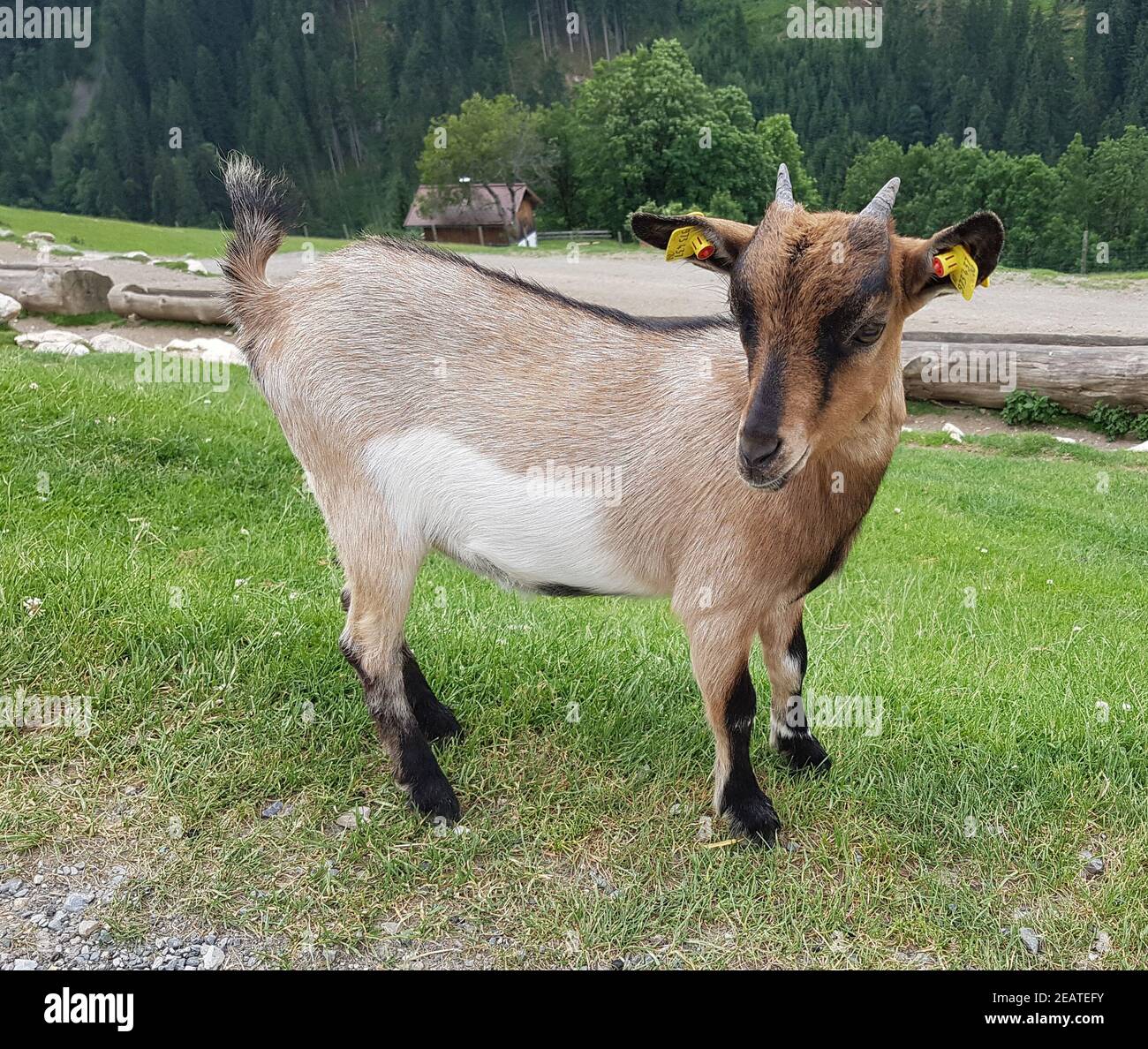 Geiss tier -Fotos und -Bildmaterial in hoher Auflösung – Alamy