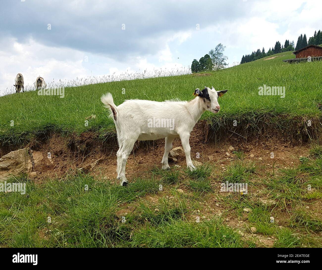 Geiss tier -Fotos und -Bildmaterial in hoher Auflösung – Alamy