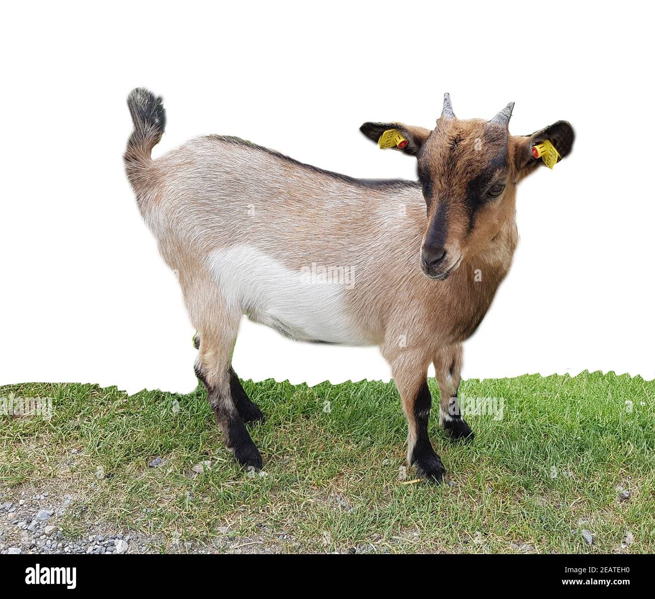 Ziege, Capra, Geiss, Zicke Stockfotografie - Alamy