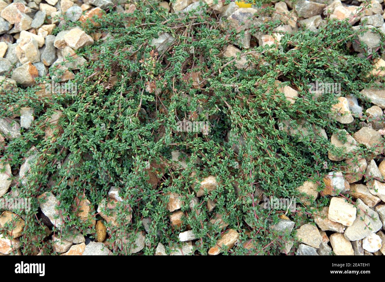 Korsischer thymian -Fotos und -Bildmaterial in hoher Auflösung – Alamy