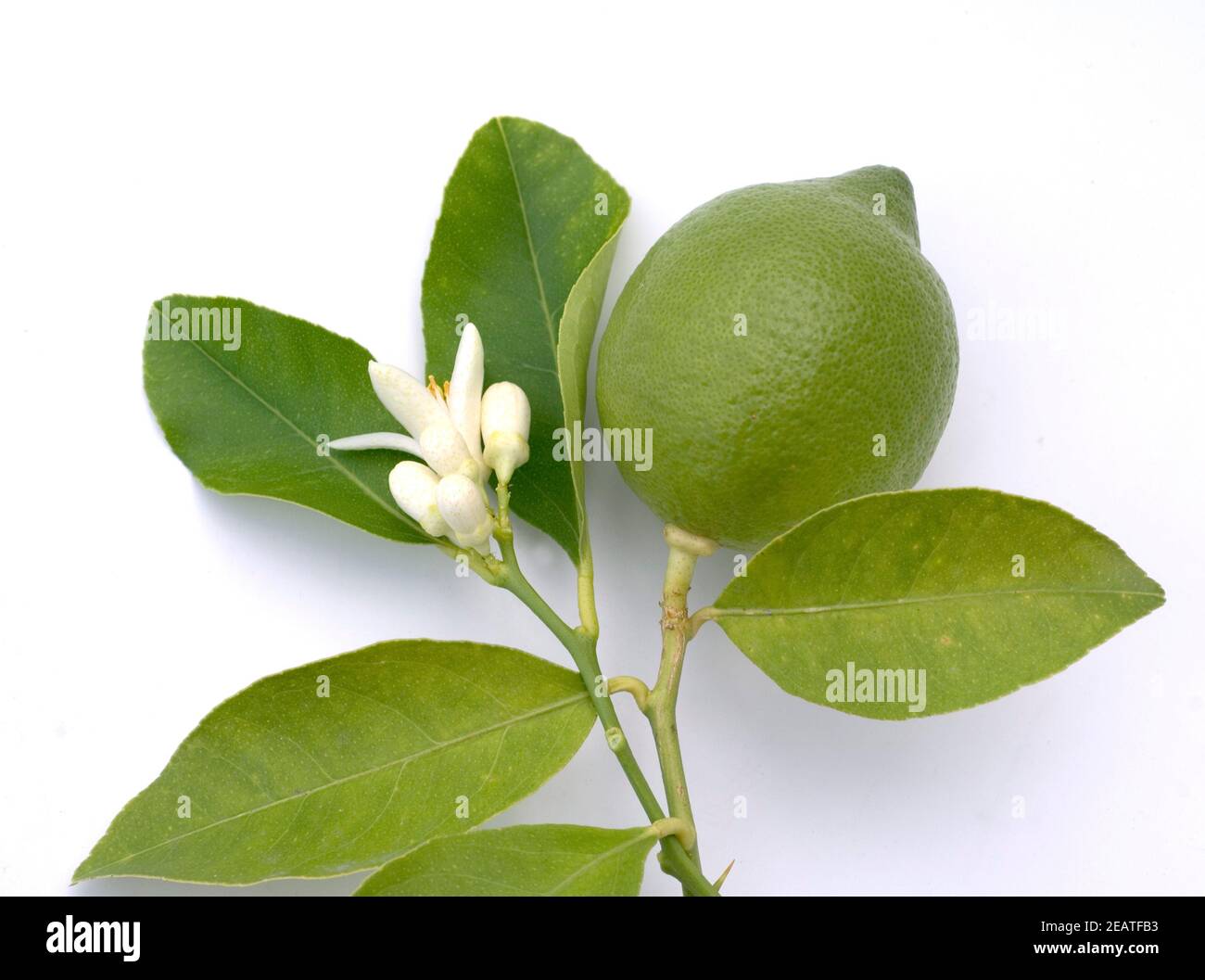 Exotisch fra chte -Fotos und -Bildmaterial in hoher Auflösung – Alamy