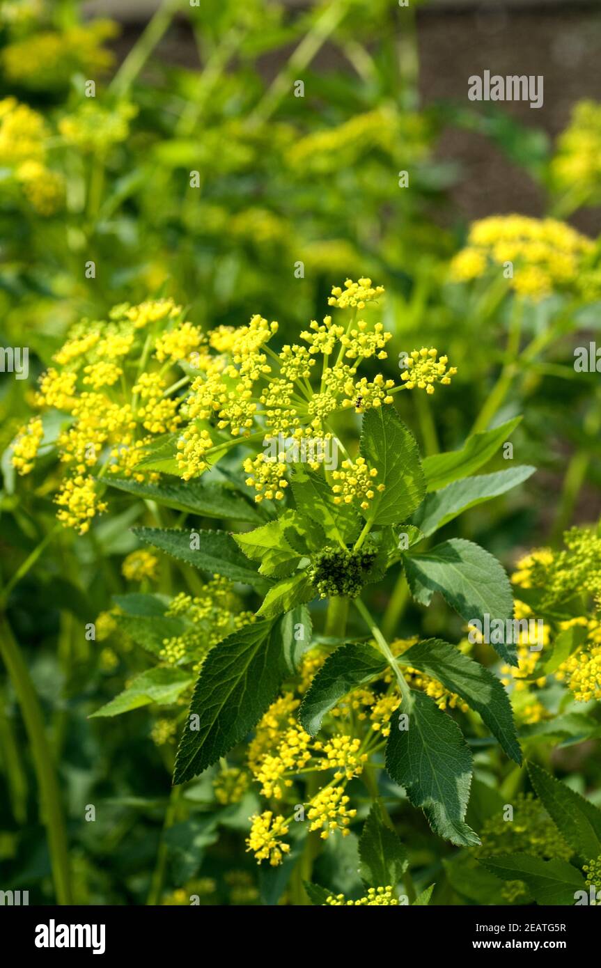 Zizia aurea -Fotos und -Bildmaterial in hoher Auflösung – Alamy