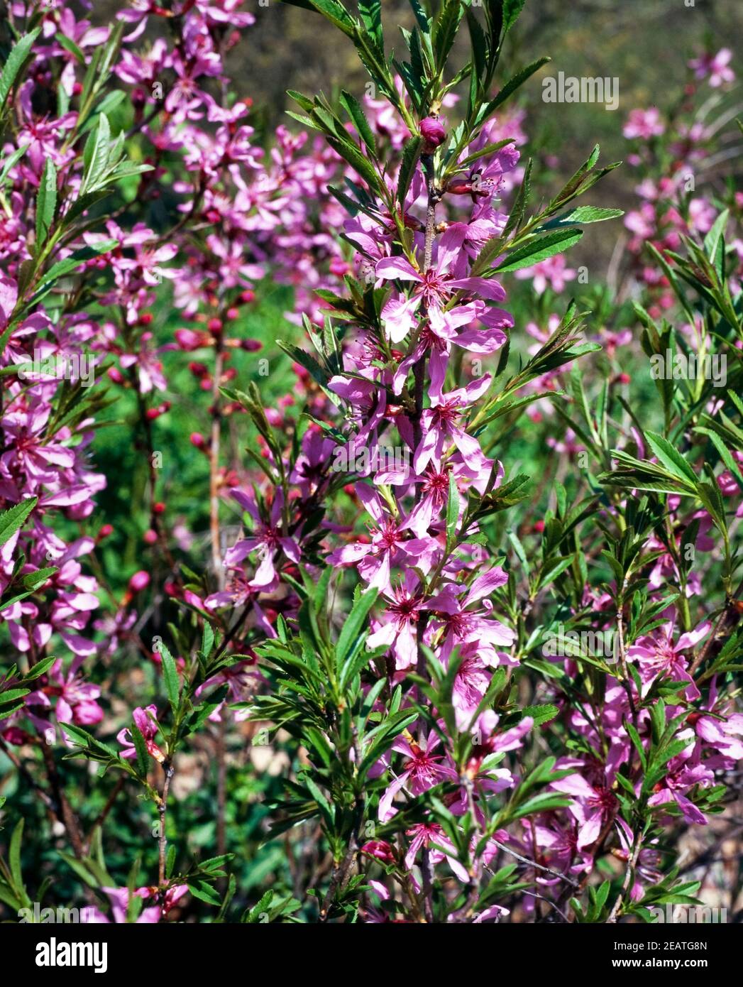 Zwergmandel prunus tenella Stockfotos und -bilder Kaufen - Alamy