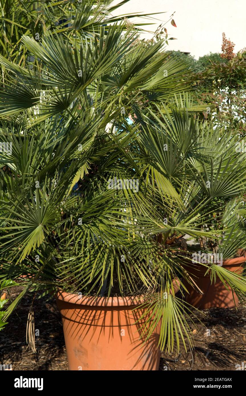 Chamaerops humilis -Fotos und -Bildmaterial in hoher Auflösung – Alamy
