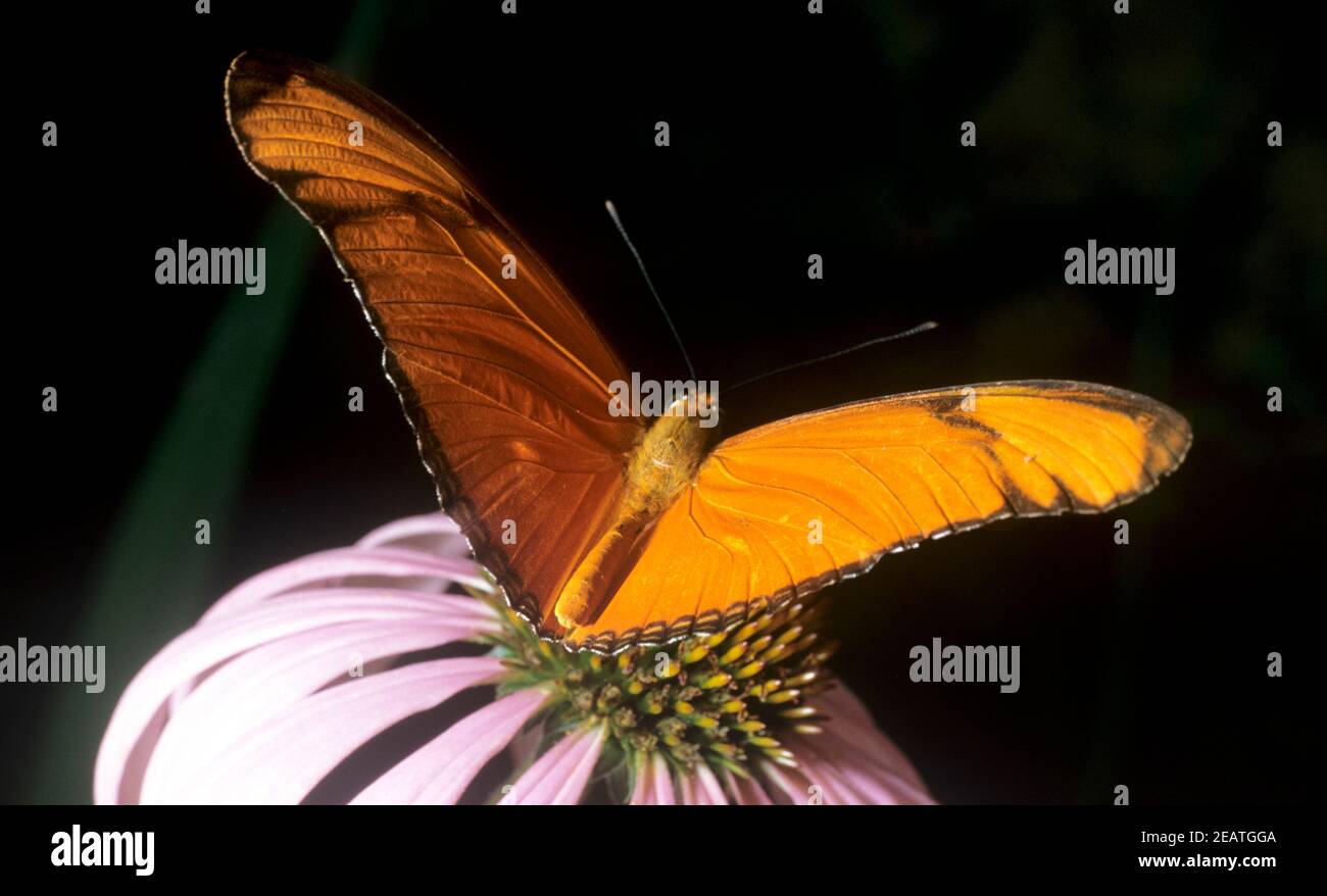 Julia falter -Fotos und -Bildmaterial in hoher Auflösung – Alamy