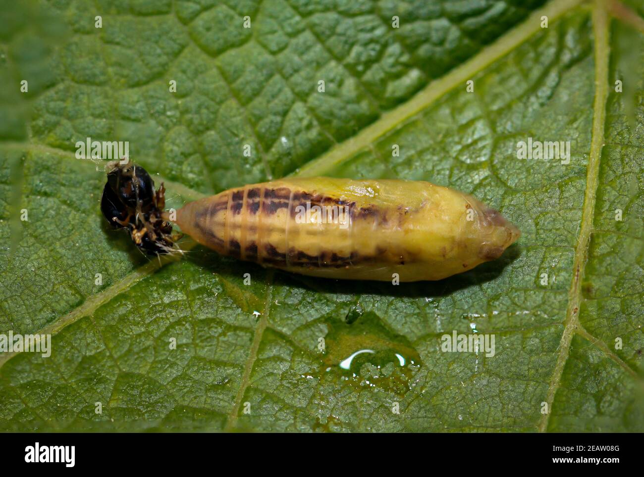 Eine buchsbaum raupe -Fotos und -Bildmaterial in hoher Auflösung – Alamy
