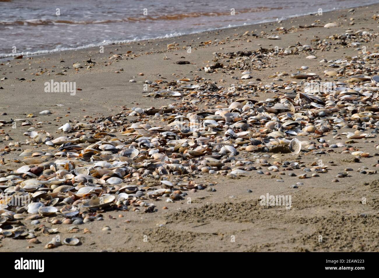 Muscheln am sandstrand -Fotos und -Bildmaterial in hoher Auflösung – Alamy