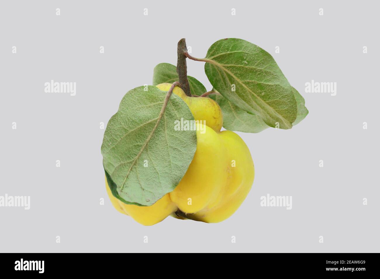 Reife quittenfrucht -Fotos und -Bildmaterial in hoher Auflösung – Alamy