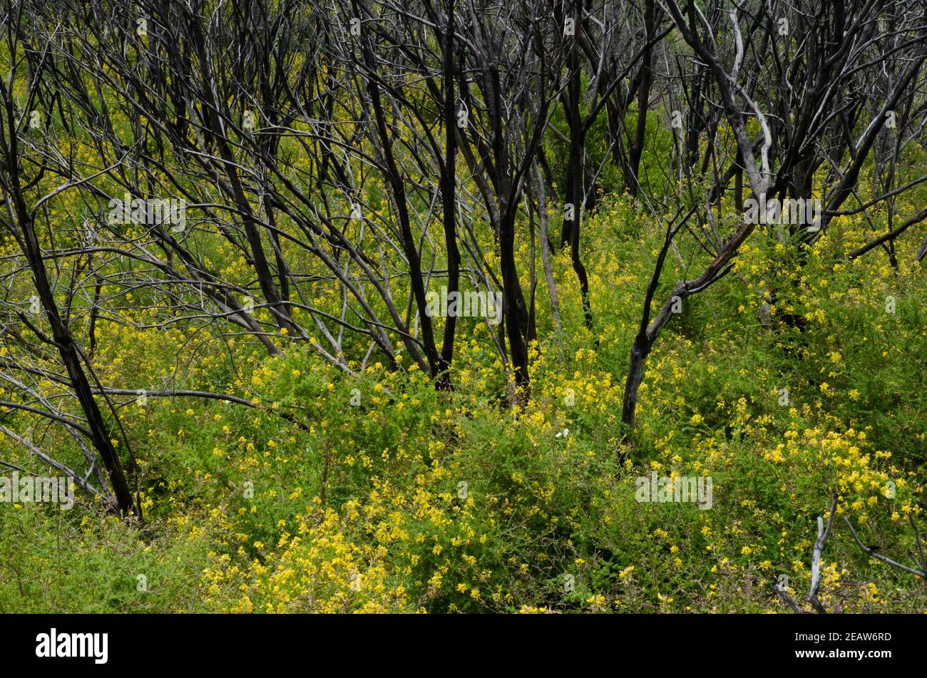 Myrica-Erica Strauch Wald verbrannt im Garajonay Nationalpark ...