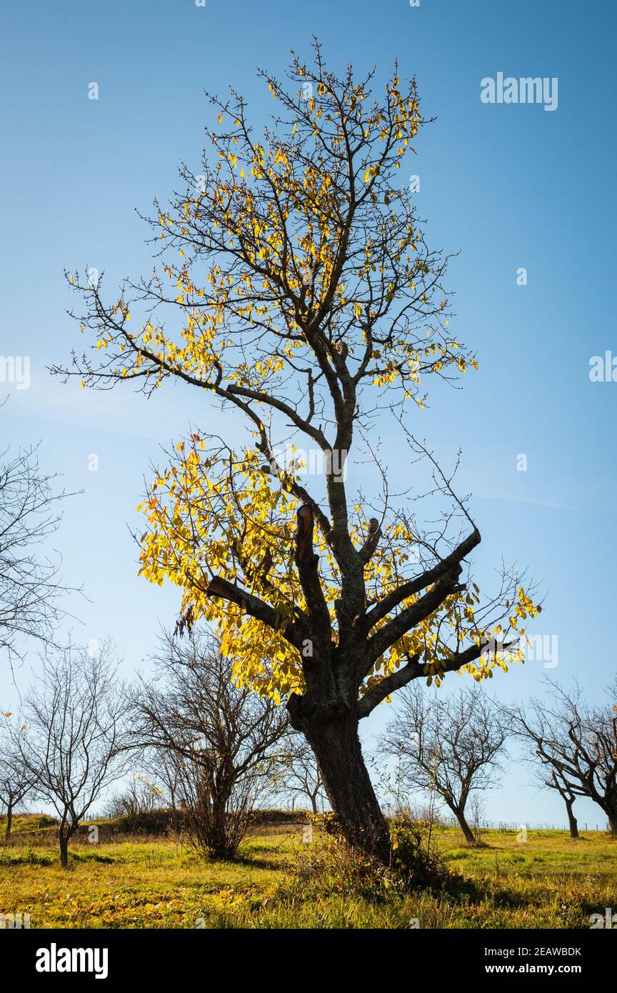 Herbst kirschbaum blatt -Fotos und -Bildmaterial in hoher Auflösung – Alamy