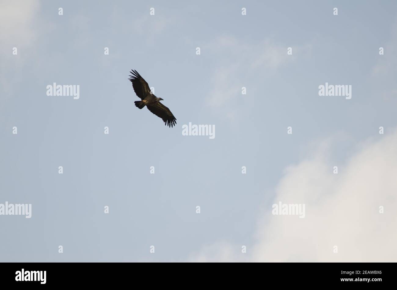 Gleiten und hochfliegen -Fotos und -Bildmaterial in hoher Auflösung – Alamy