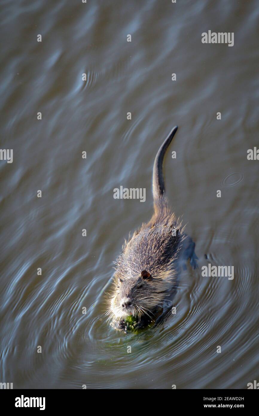 Biber clan -Fotos und -Bildmaterial in hoher Auflösung – Alamy