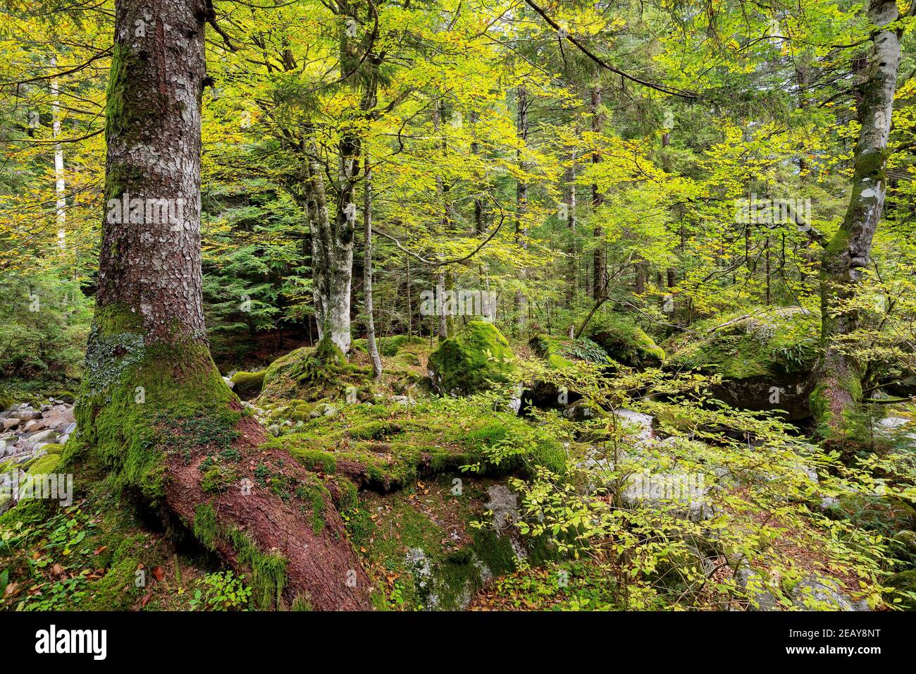 Farne und buchen -Fotos und -Bildmaterial in hoher Auflösung – Alamy