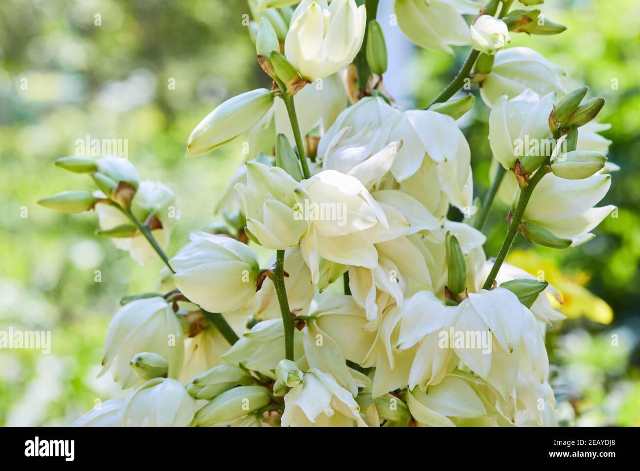 Weiße Yucca filamentosa Busch Blumen, andere Namen sind Adams Nadel ...