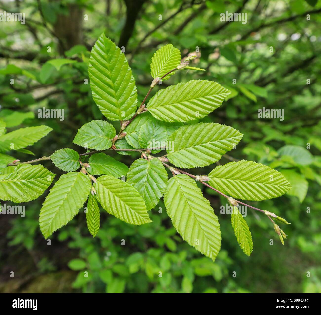 Carpinus Betulus Tree Stockfotos und -bilder Kaufen - Alamy