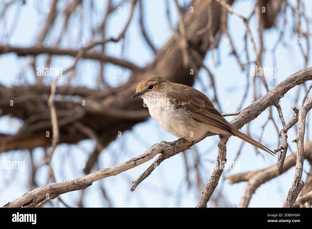 Bradornis mariquensis acaciae -Fotos und -Bildmaterial in hoher ...