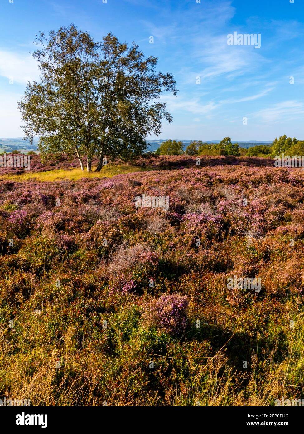 Stanton moor august -Fotos und -Bildmaterial in hoher Auflösung – Alamy