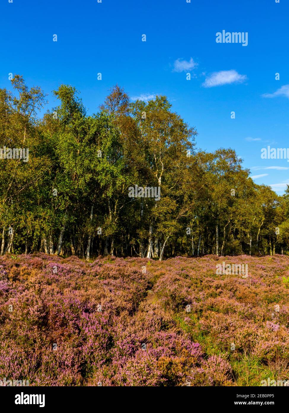 Stanton moor august -Fotos und -Bildmaterial in hoher Auflösung – Alamy