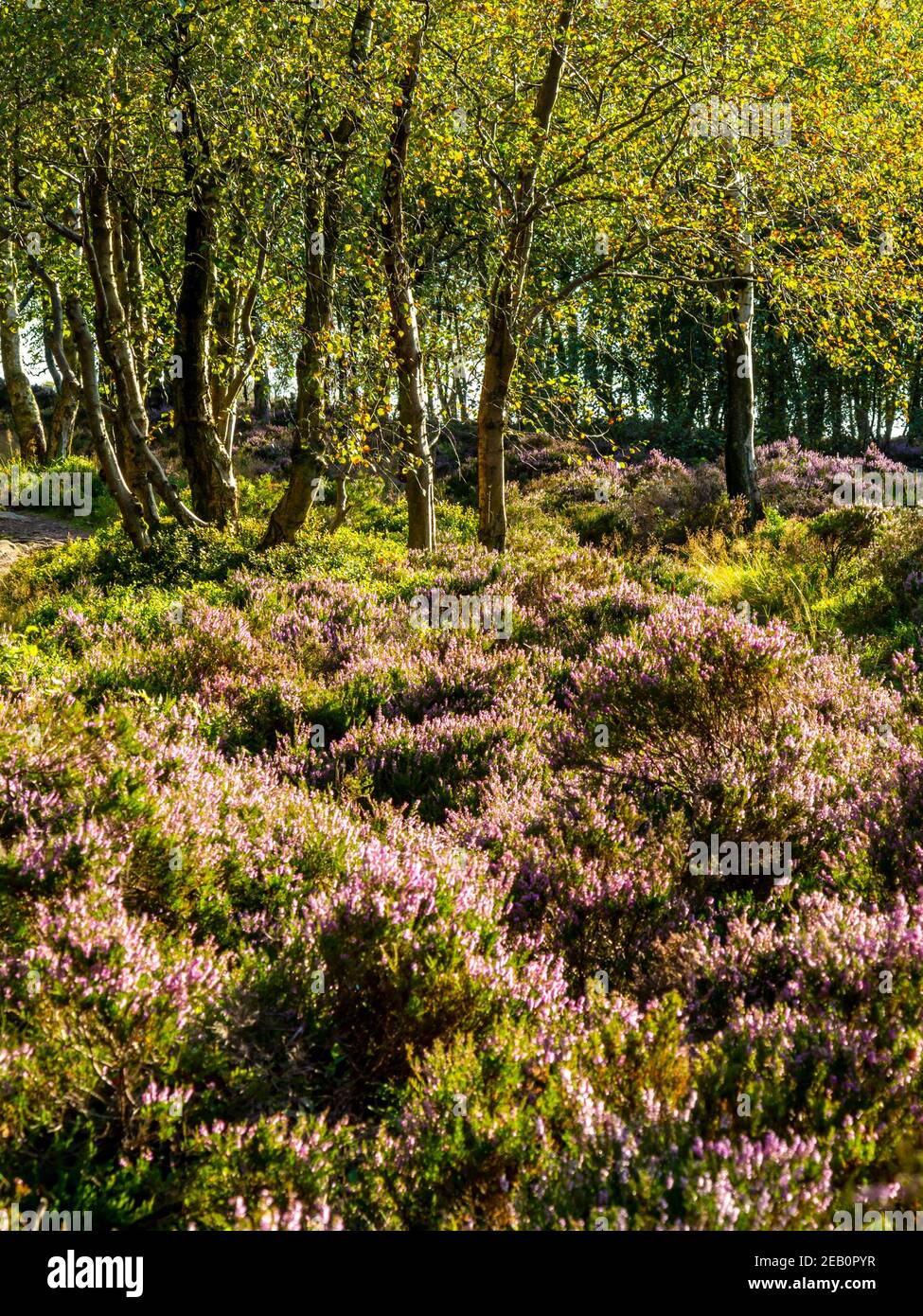 Stanton moor august -Fotos und -Bildmaterial in hoher Auflösung – Alamy