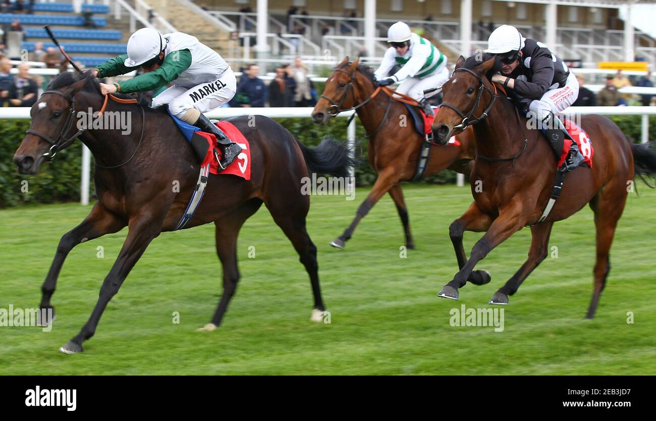 Pferderennen die racing post trophy bei doncaster -Fotos und ...