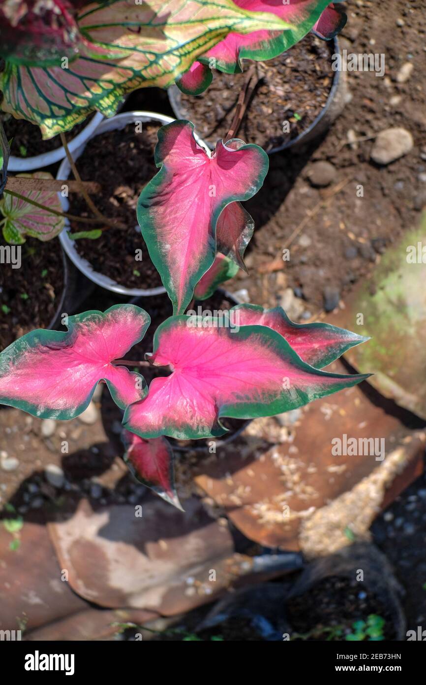 Caladium Red Mandova (Caladium sp) merupakan tanaman hias Yang memiliki ...