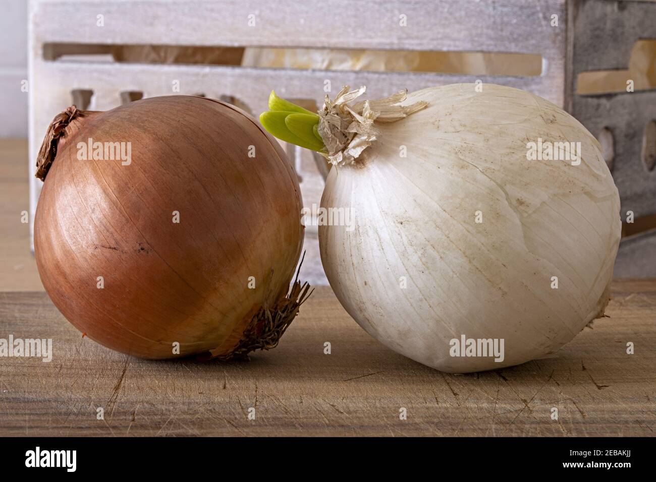Pianta di cipolla -Fotos und -Bildmaterial in hoher Auflösung – Alamy