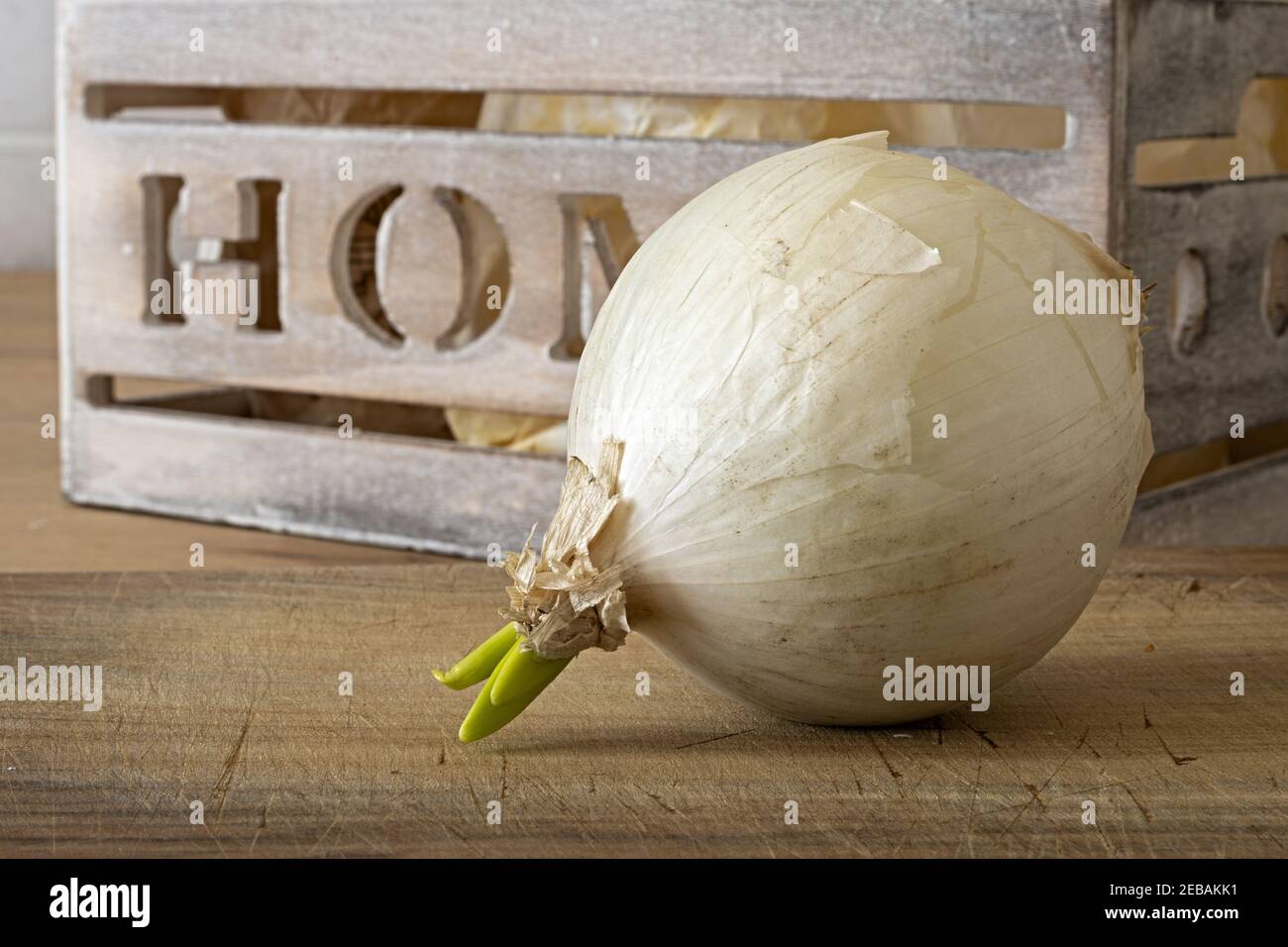 Pianta di cipolla -Fotos und -Bildmaterial in hoher Auflösung – Alamy