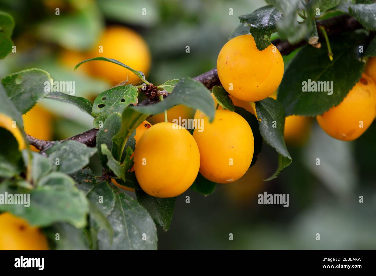 Wilde gelbe pflaume -Fotos und -Bildmaterial in hoher Auflösung – Alamy