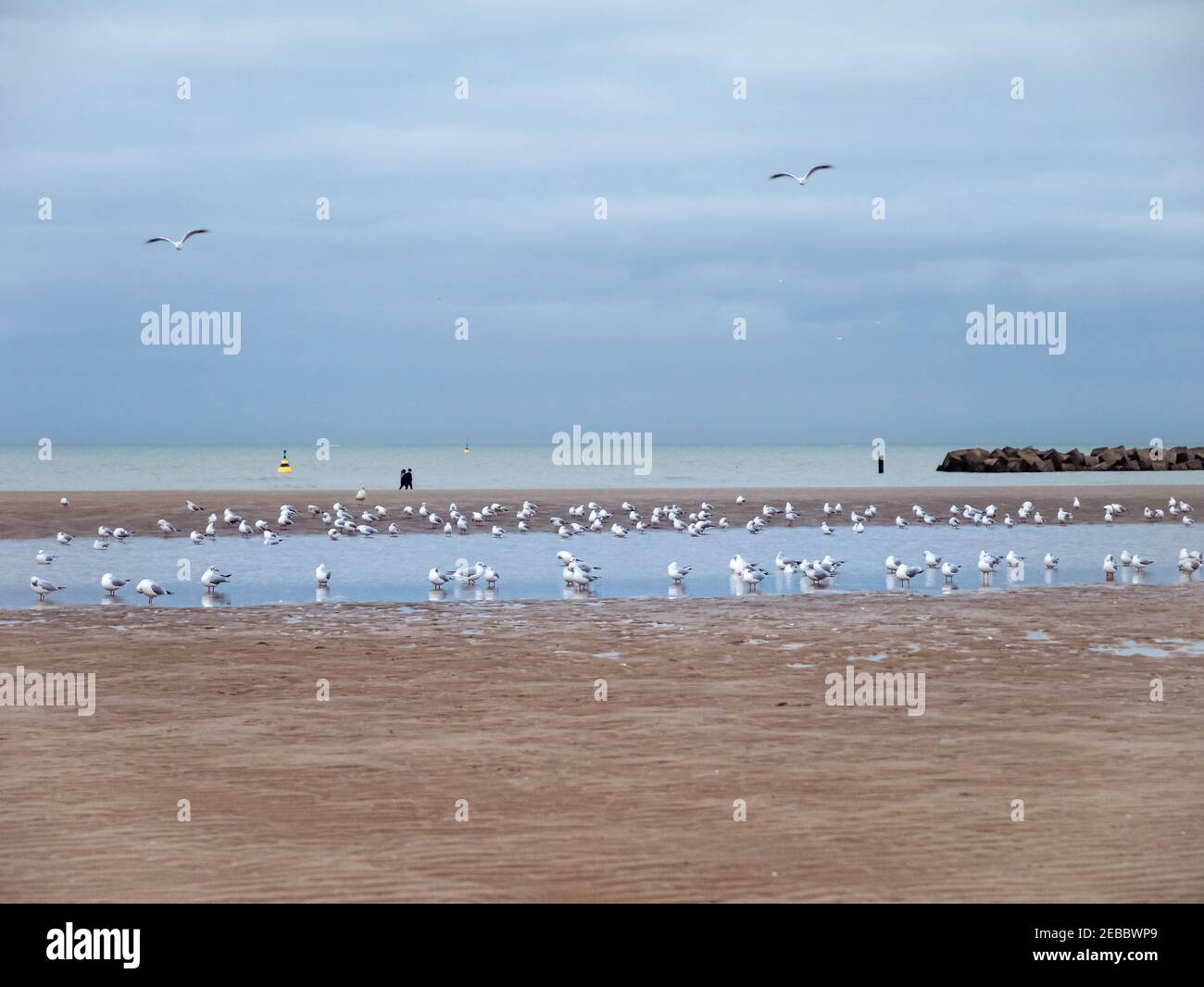Zwei Personen gehen am Strand, wo viele Möwen suchen Ein Ort zum ...