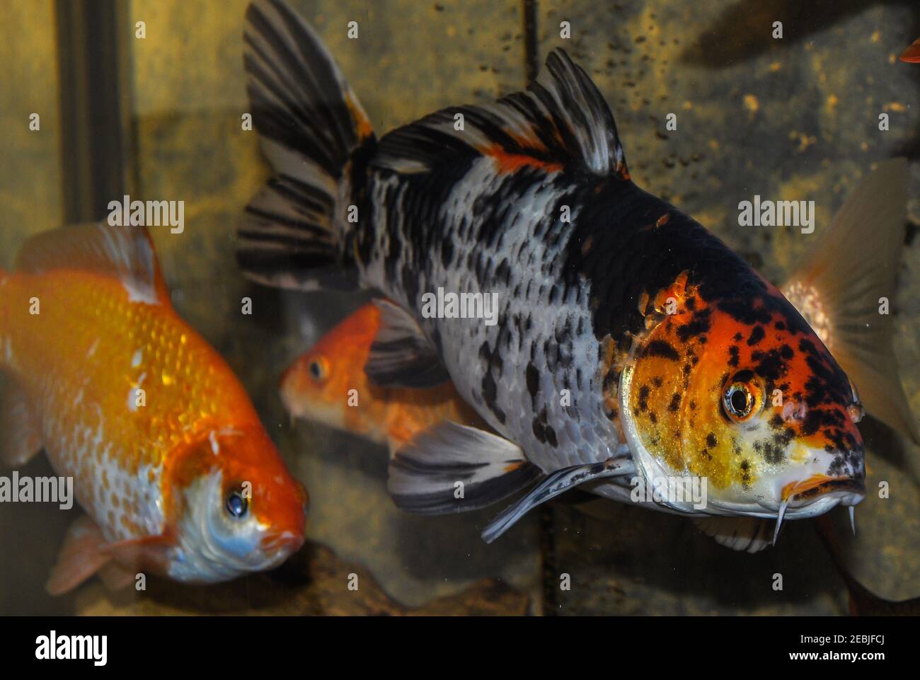 Goldener koi karpfen -Fotos und -Bildmaterial in hoher Auflösung – Alamy