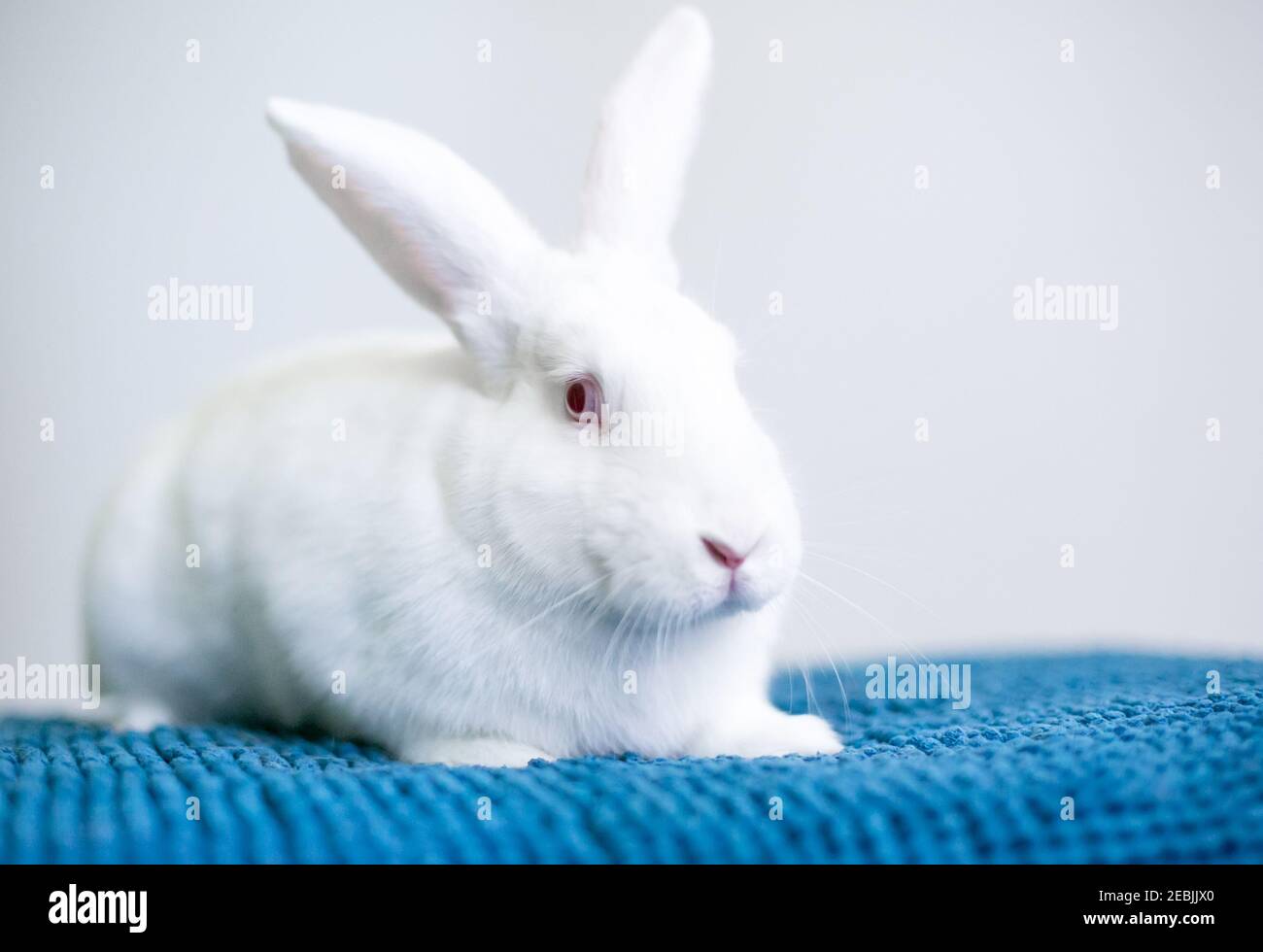 Roa rabbit -Fotos und -Bildmaterial in hoher Auflösung – Alamy