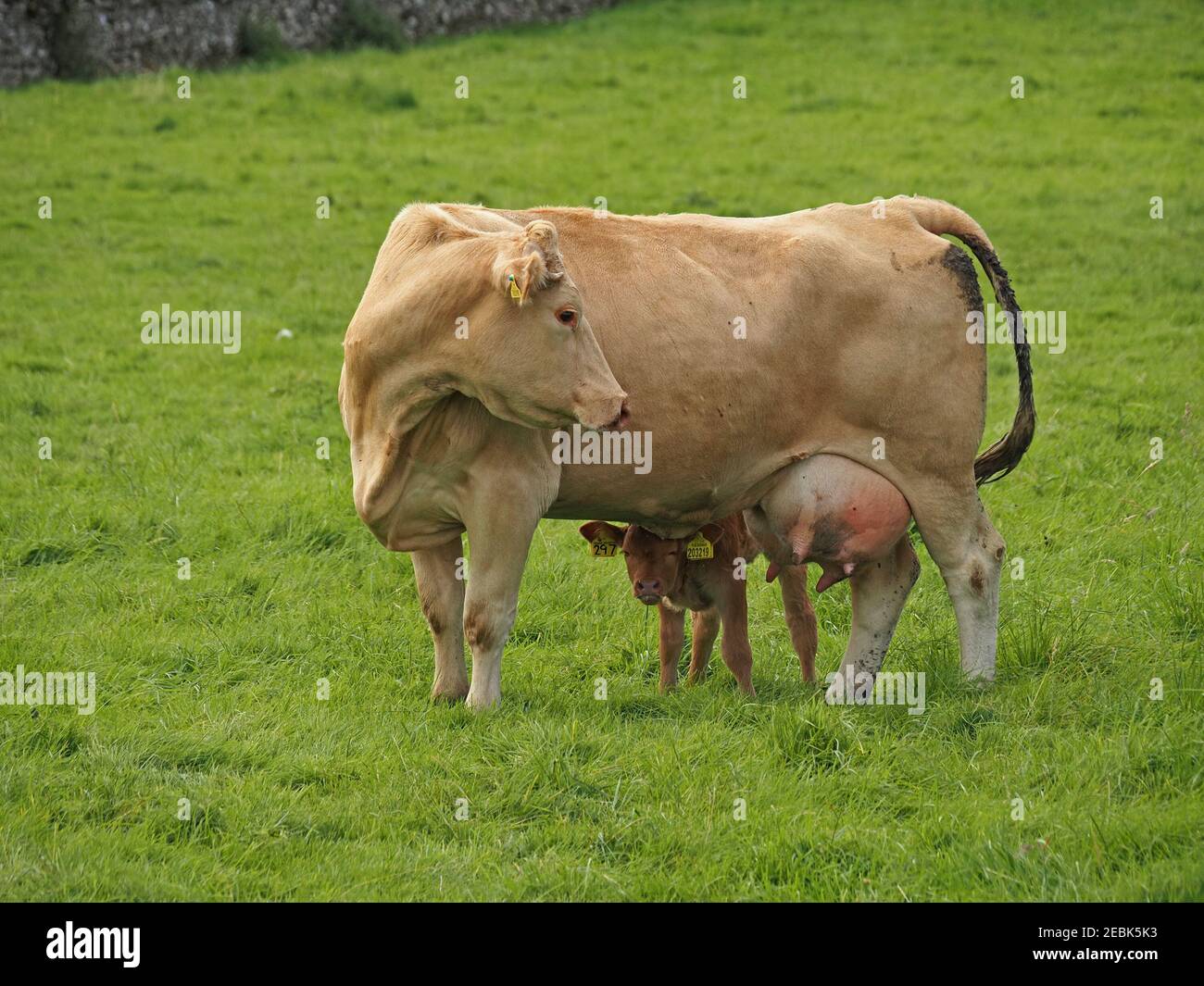 Dun Kuh mit geschwollenen Eutern und junge säugende Kalb am Fuß, späht ...