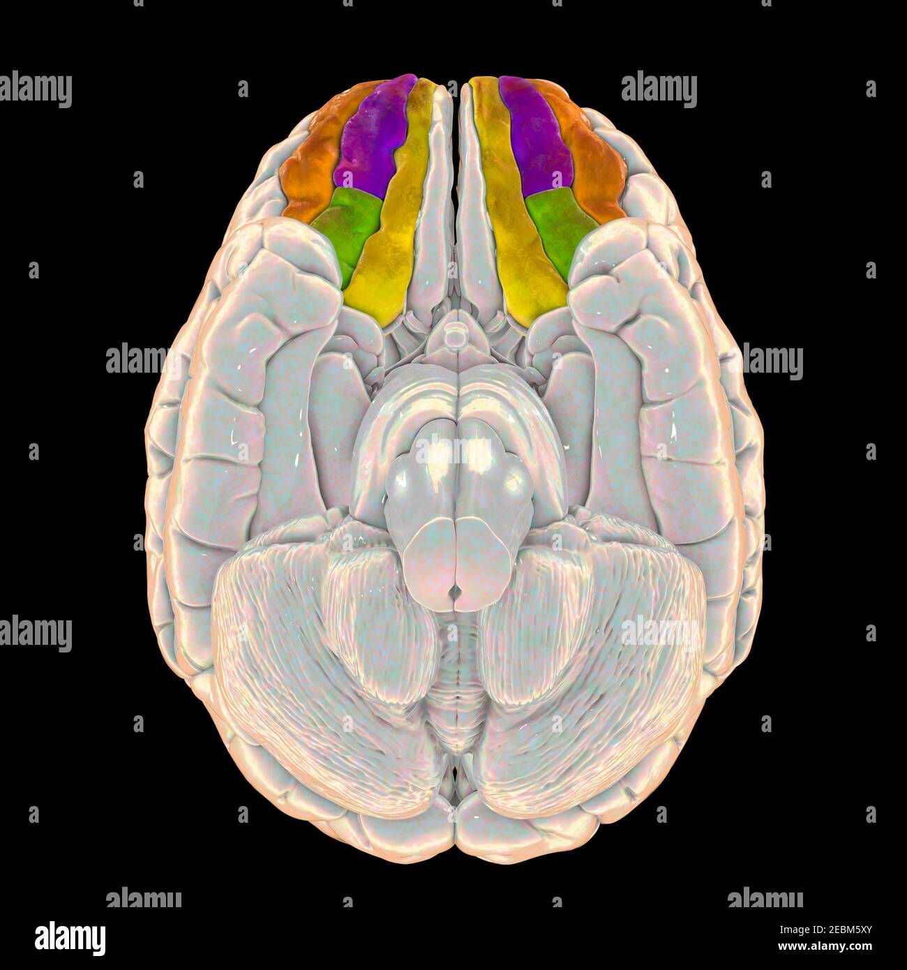 Lateraler gyrus orbitalis -Fotos und -Bildmaterial in hoher Auflösung ...