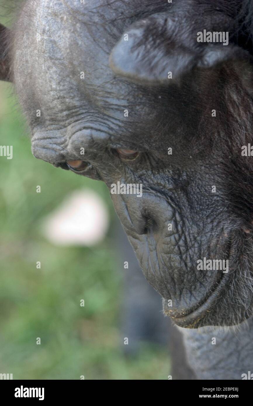 Schimpansen evolution -Fotos und -Bildmaterial in hoher Auflösung – Alamy