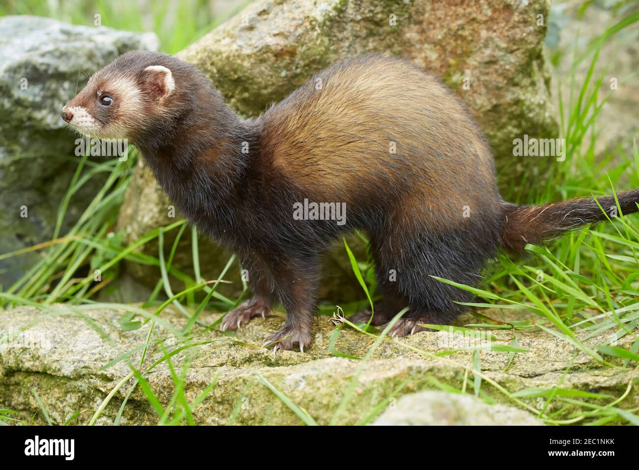 Schwarzer iltis -Fotos und -Bildmaterial in hoher Auflösung – Alamy