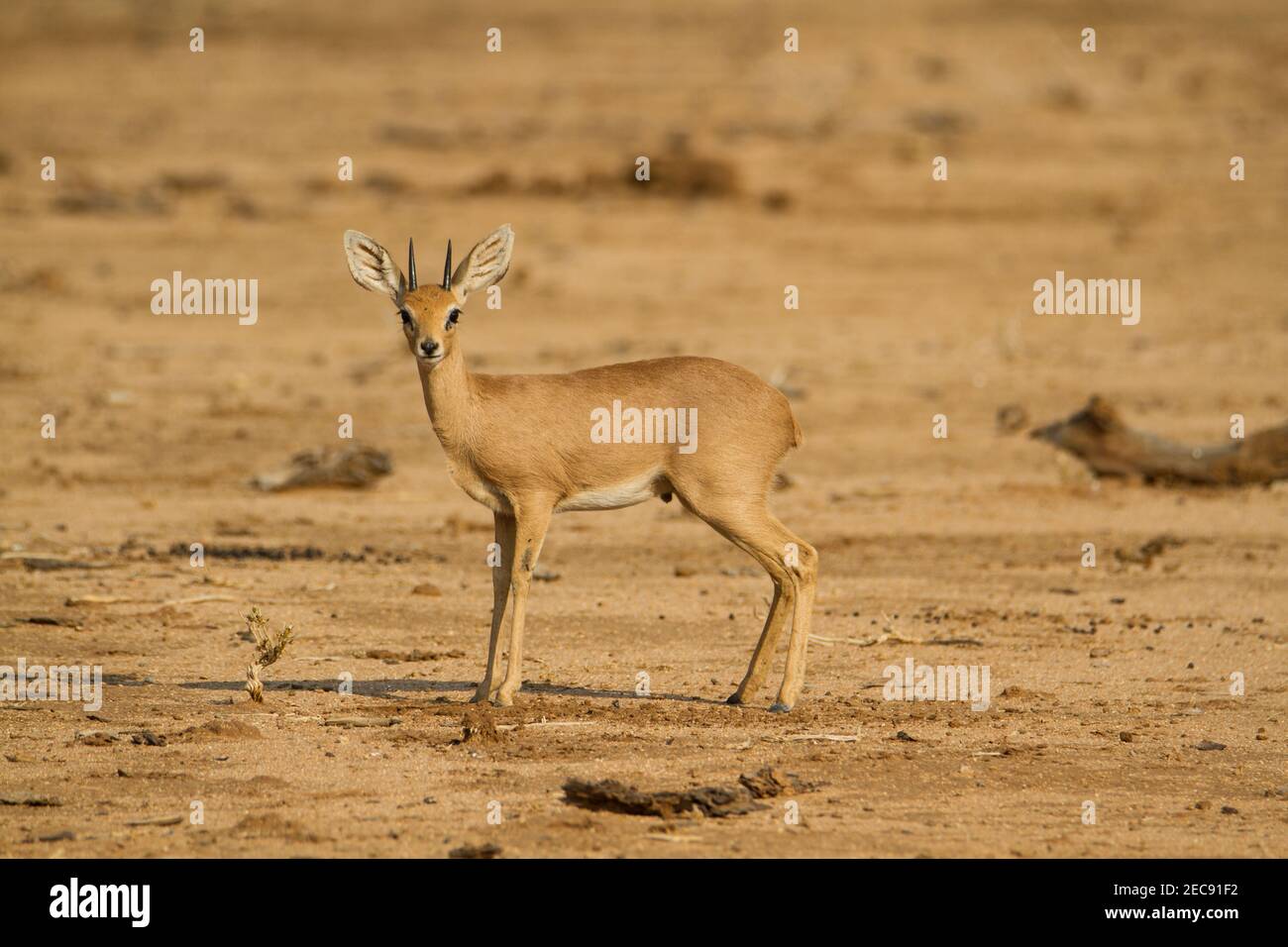 Steenbok raphicerus campestris namibia -Fotos und -Bildmaterial in ...