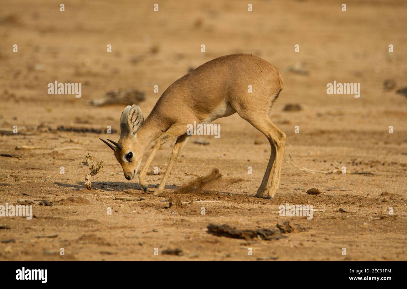 Antilopen tiere in afrika -Fotos und -Bildmaterial in hoher Auflösung ...