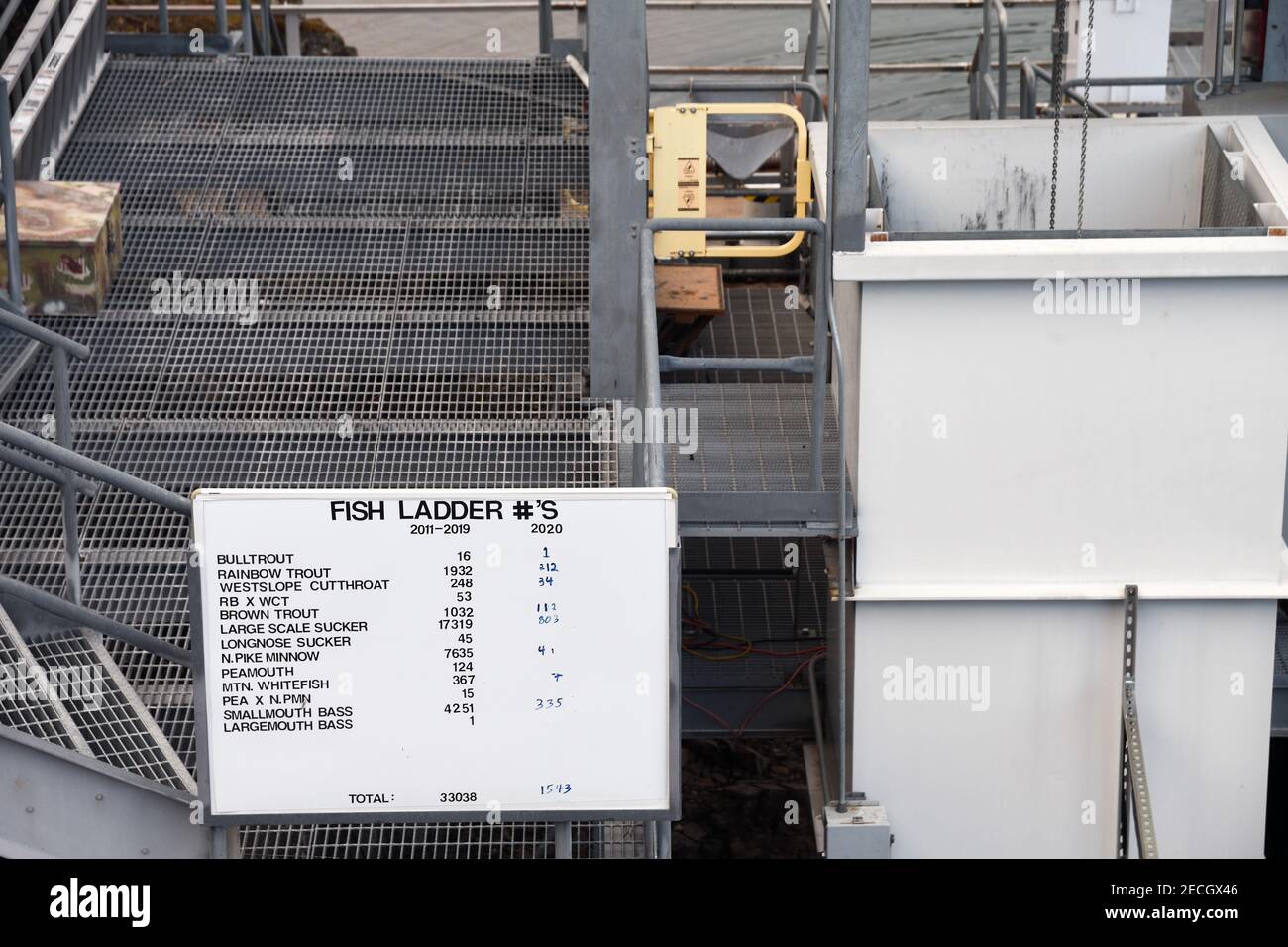 Stier clark -Fotos und -Bildmaterial in hoher Auflösung – Alamy