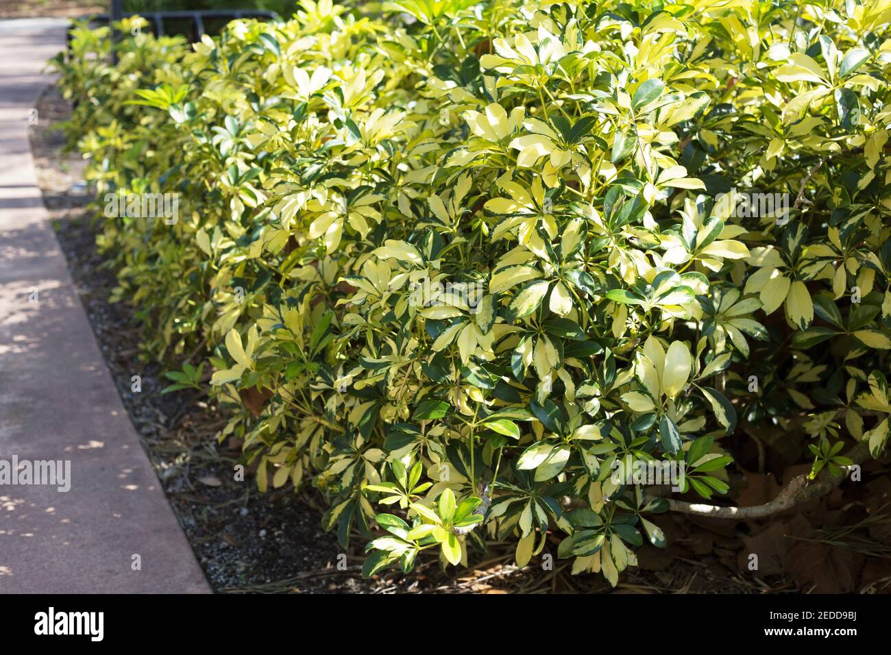 Schefflera arboricola variegata - Zwergfarntes schefflera ...
