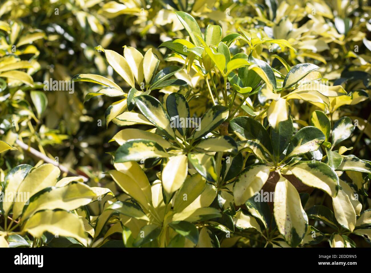 Schefflera arboricola variegata -Fotos und -Bildmaterial in hoher ...
