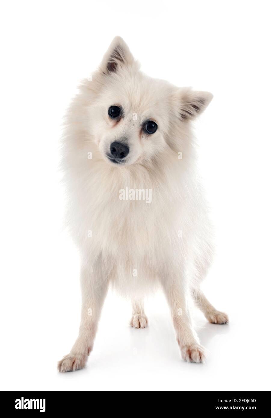 Japanischer spitz -Fotos und -Bildmaterial in hoher Auflösung – Alamy