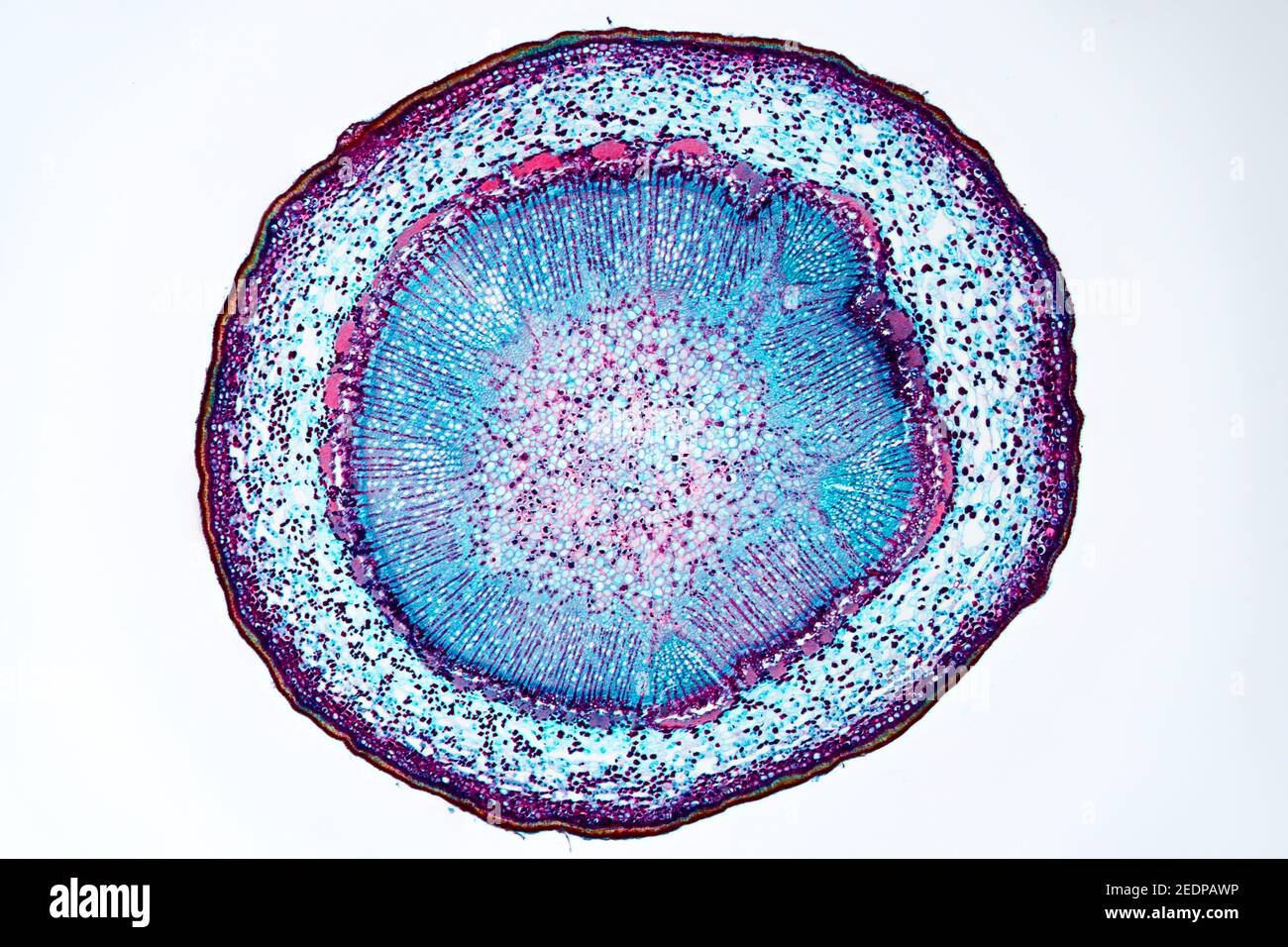 Microscope cross section cross sections -Fotos und -Bildmaterial in ...
