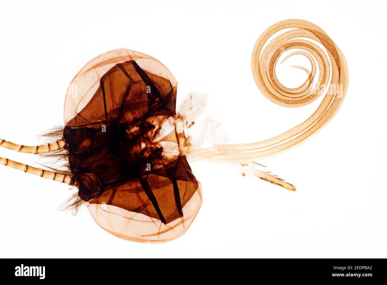 Schmetterlings vorbereitungen -Fotos und -Bildmaterial in hoher ...