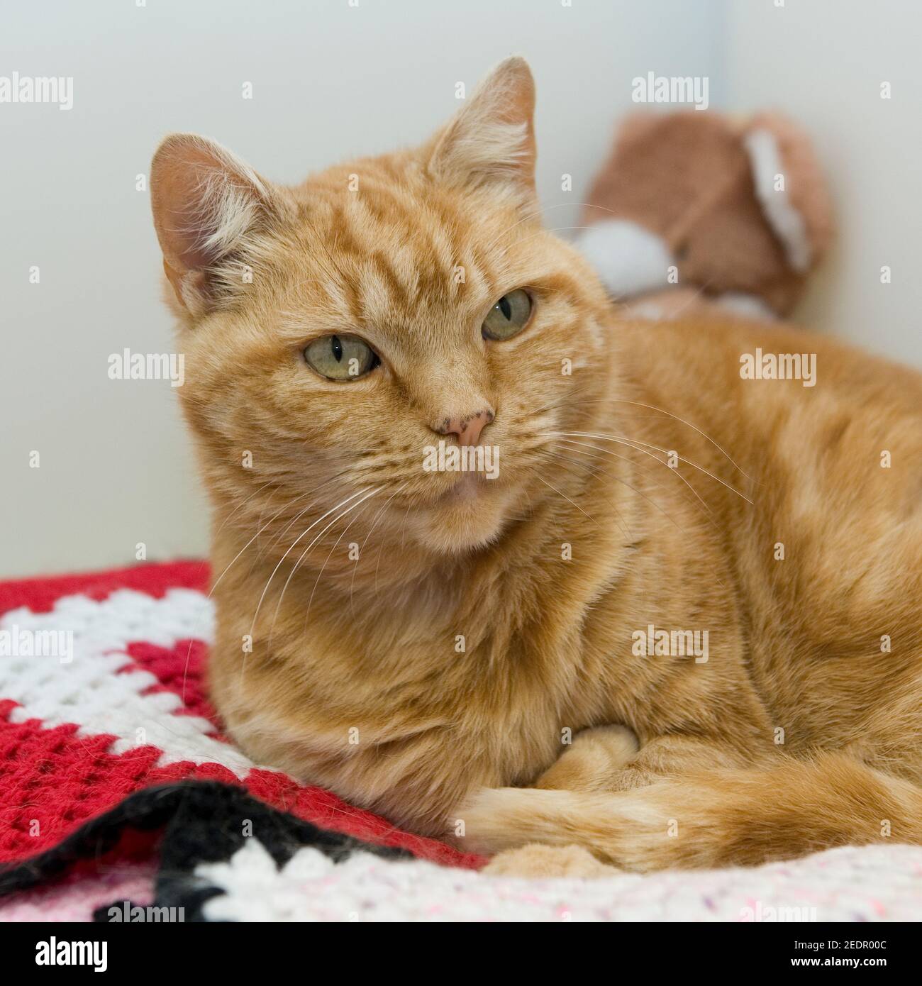 Katze In Decke Stockfotos und -bilder Kaufen - Alamy