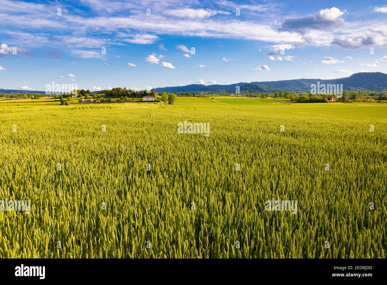 Bilder Weizenfelder Stockfotos und -bilder Kaufen - Alamy