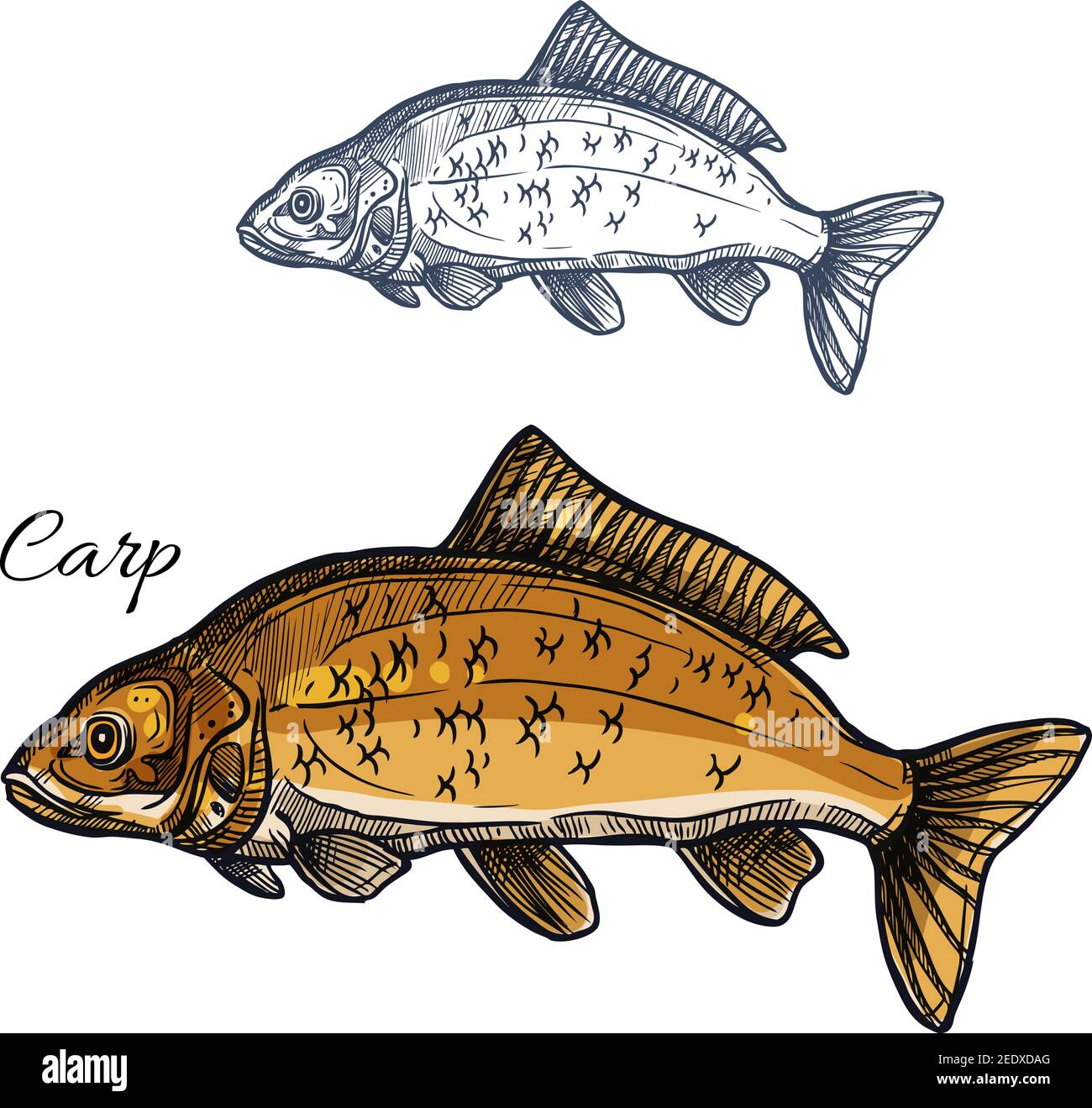 Karpfen Skizze Vektor Fisch Symbol. Isolierte Süßwassersee- oder ...