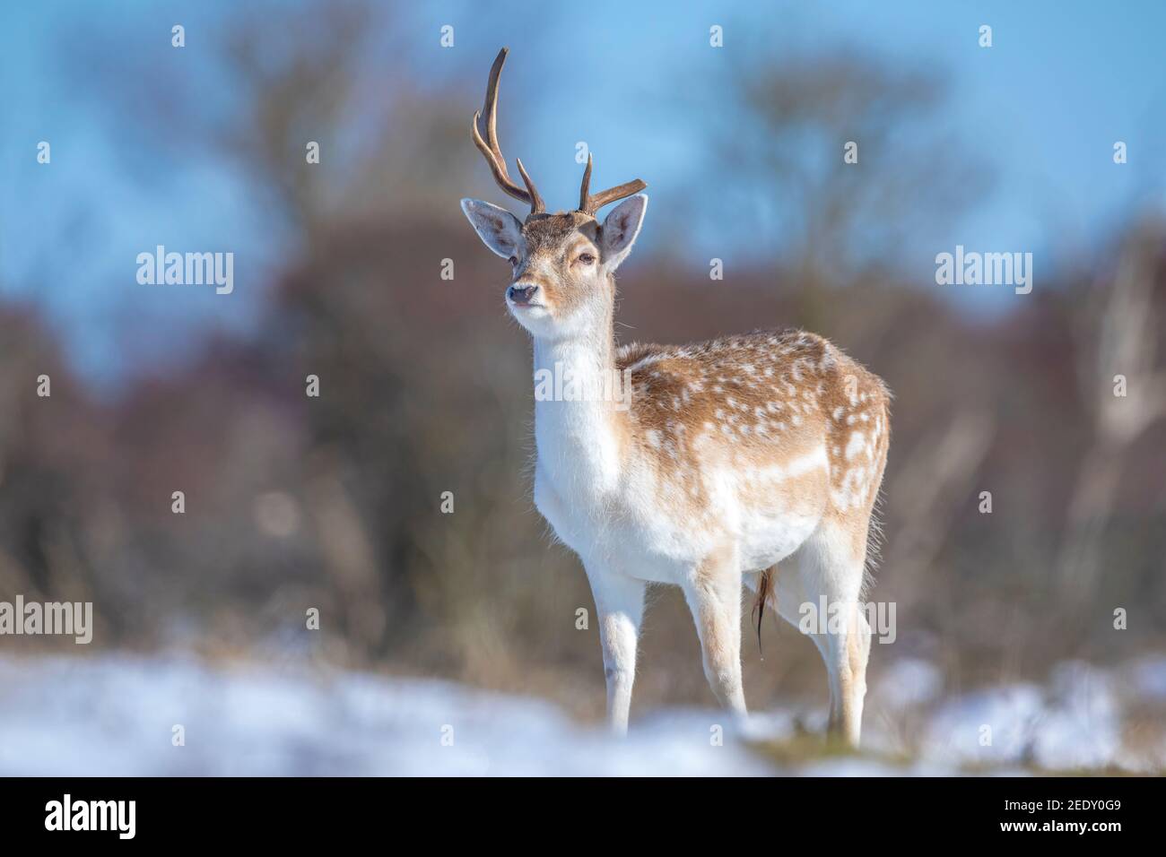 Damwild dama dama im wald -Fotos und -Bildmaterial in hoher Auflösung ...